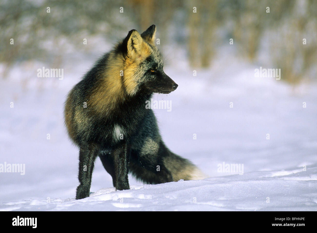 Adult red fox (Vulpes vulpes) cross colour phase in winter pelage ...