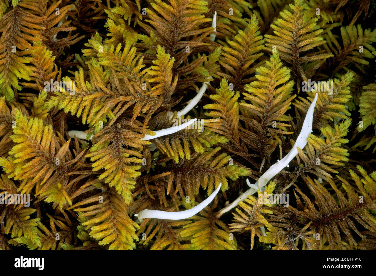 Moss stalks hi-res stock photography and images - Alamy