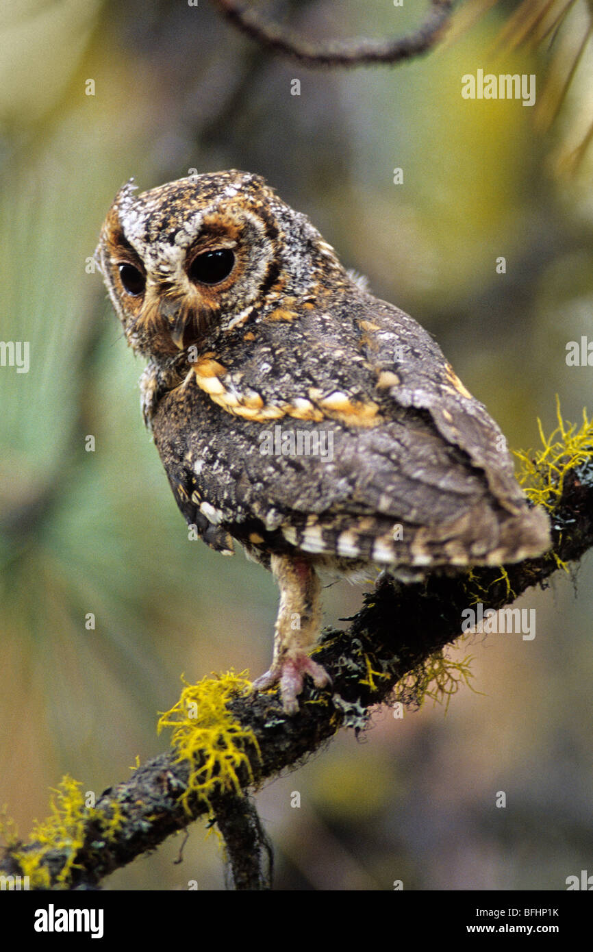 Flammulated owl hi-res stock photography and images - Alamy