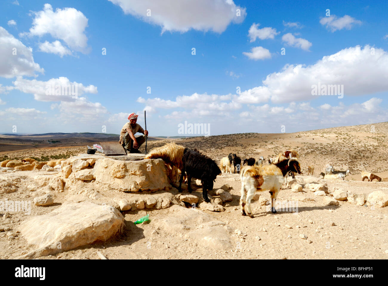 Israel, Negev Desert, Bedouin Shepherd with herd of sheep waters his ...