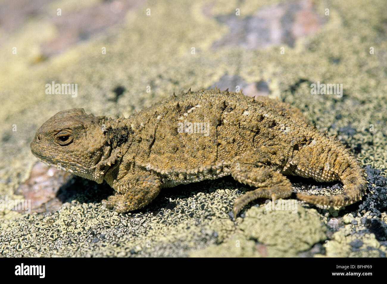 Adult female greater short-horned lizard (Phrynosoma hernandesi ...