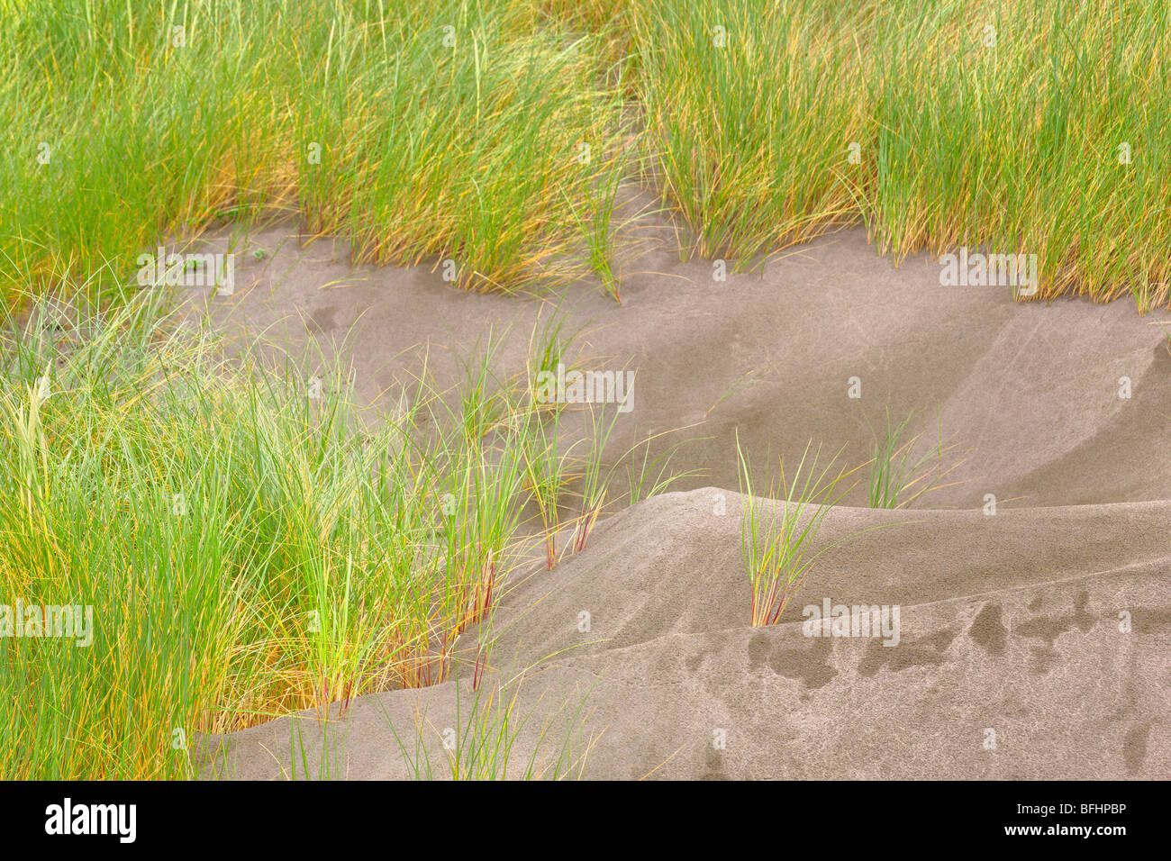 Grasses along the Pacific coast in Oregon Stock Photo - Alamy