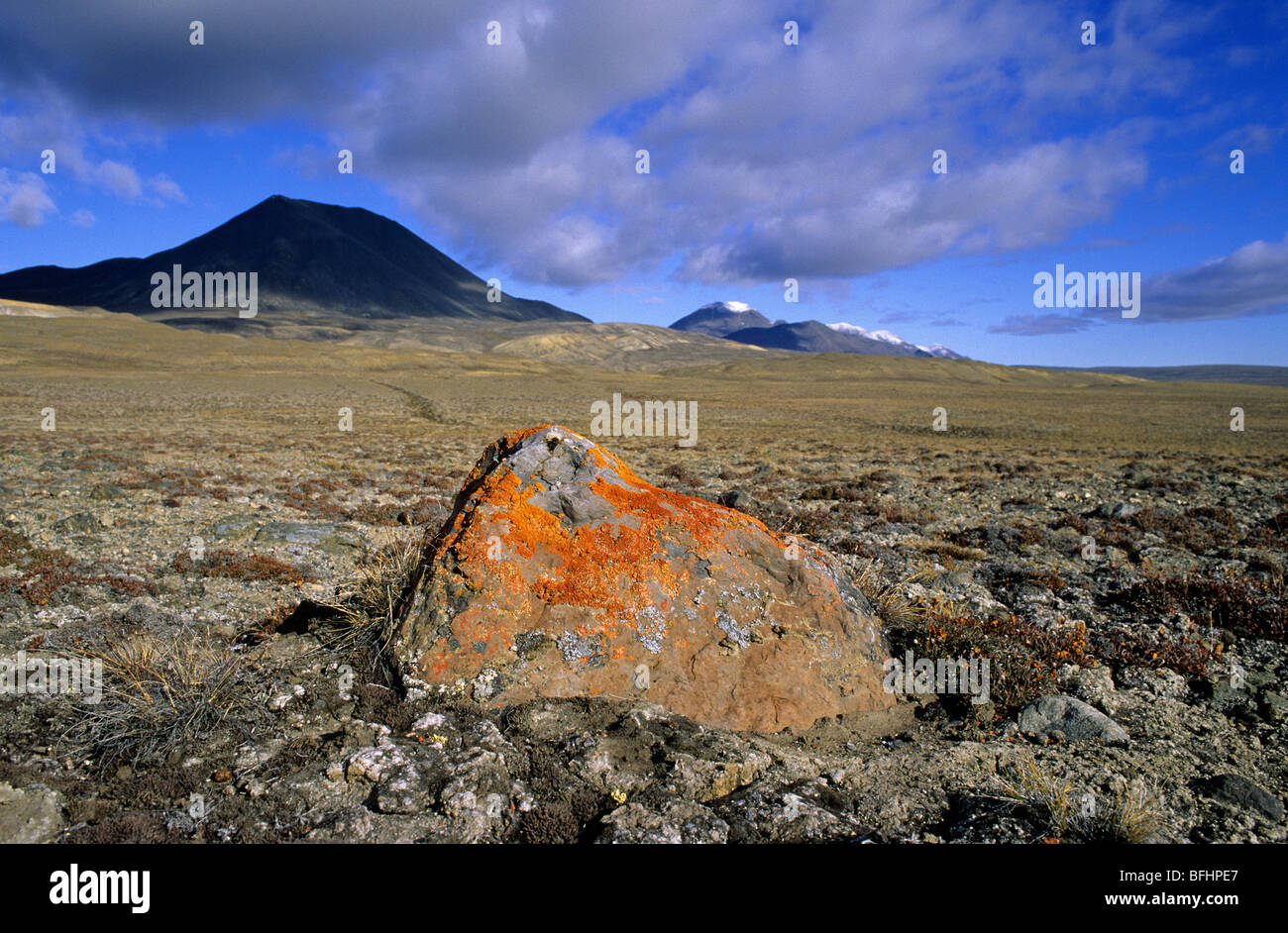 Tundra vegetation nunavut hi-res stock photography and images - Alamy