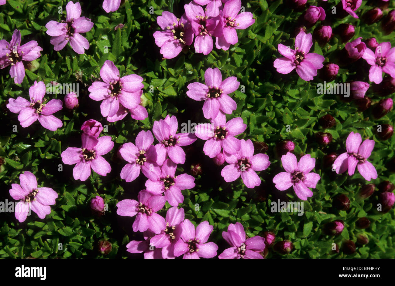 Moss campion (Silene acaulis), Svalbard Archipelago, Arctic Norway ...