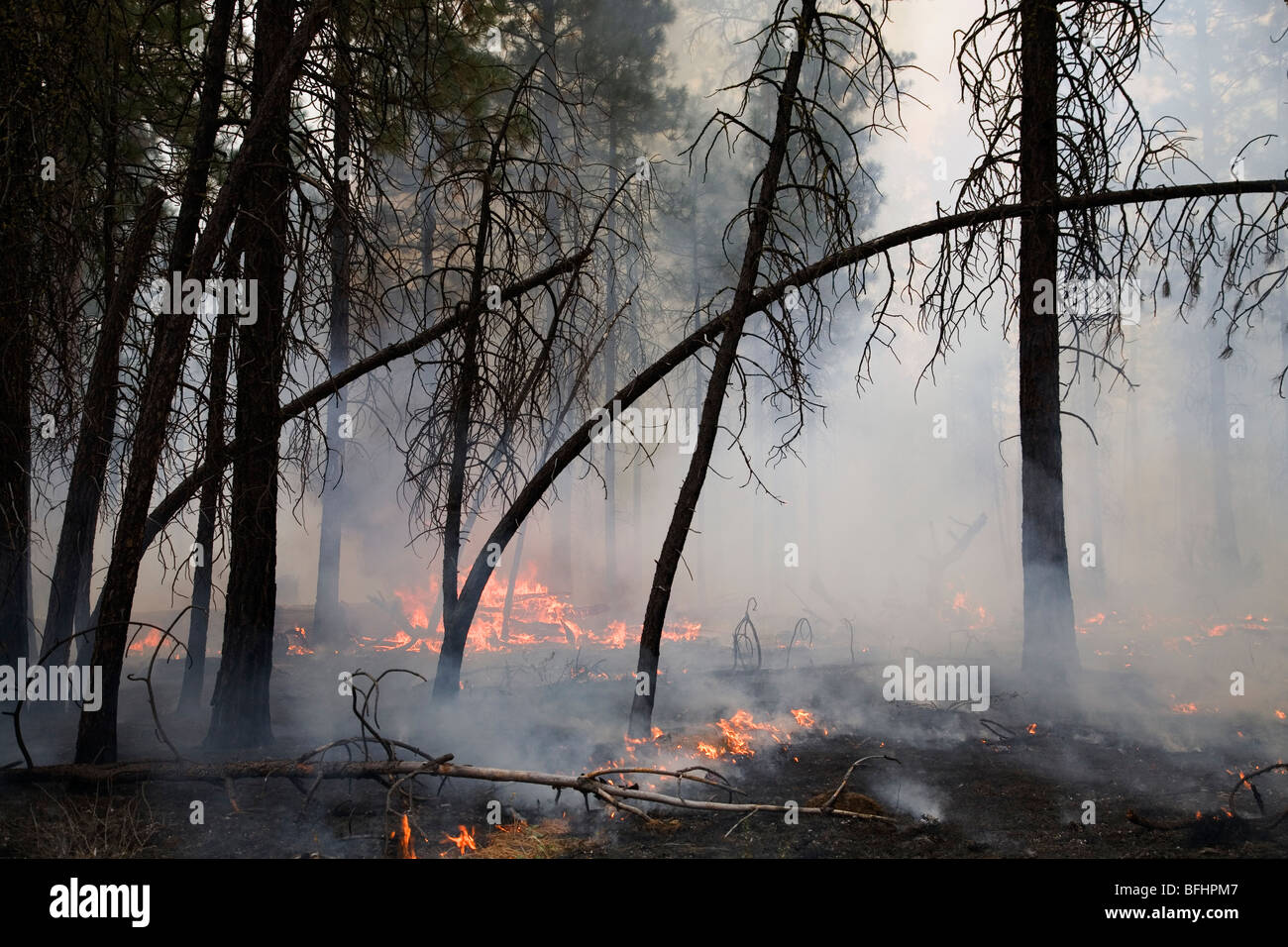 A forest fire or wildfire sweeps through a ponderosa pine forest in ...