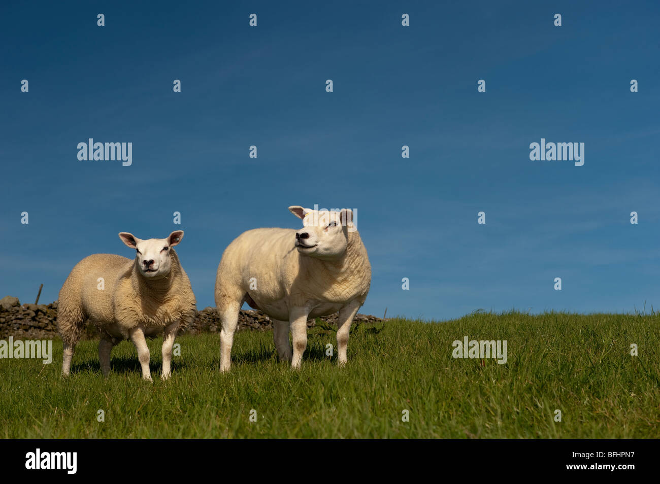 Texel ewe and lamb in pasture Stock Photo - Alamy
