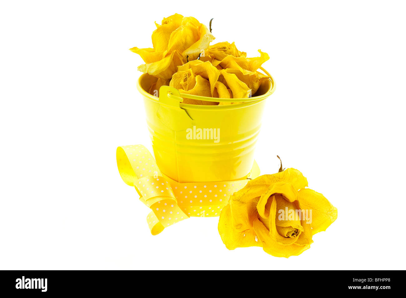 dry yellow roses and bucket with ribbon on a white background Stock ...