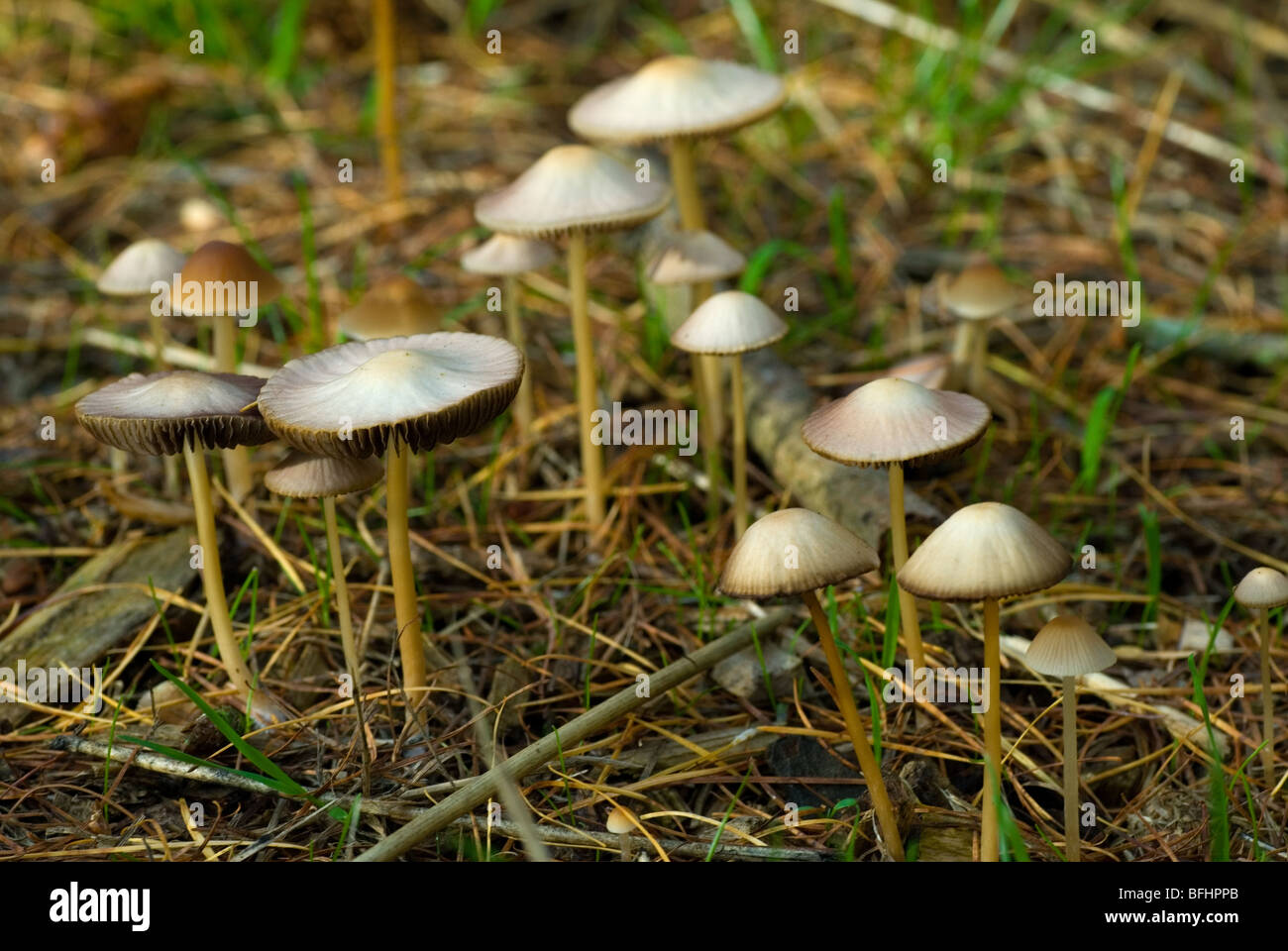 Wild Fungi growing from the forest floor Stock Photo - Alamy