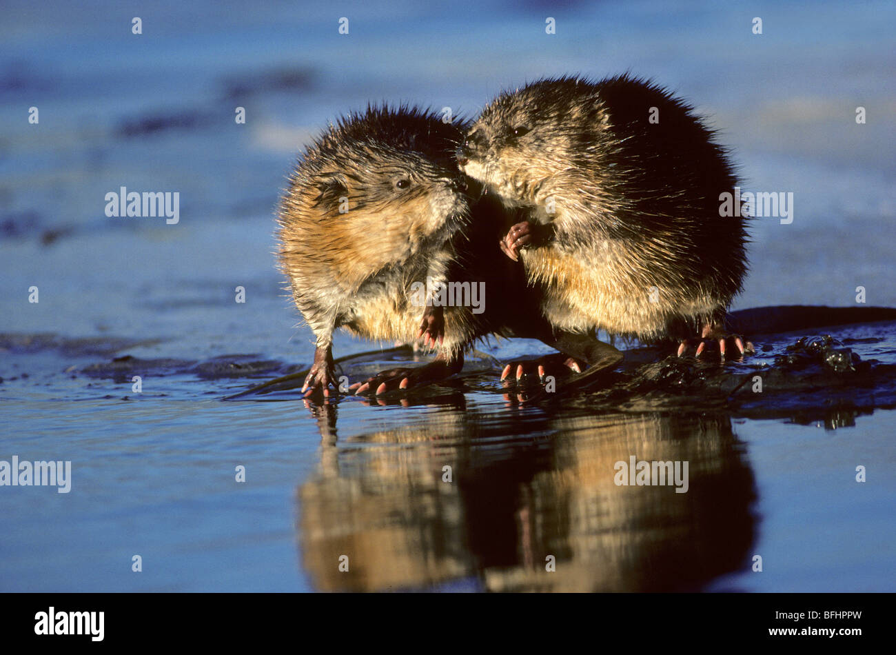 Two muskrats hi-res stock photography and images - Alamy