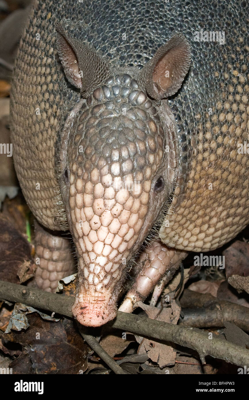 Nine banded armadillo hi-res stock photography and images - Alamy