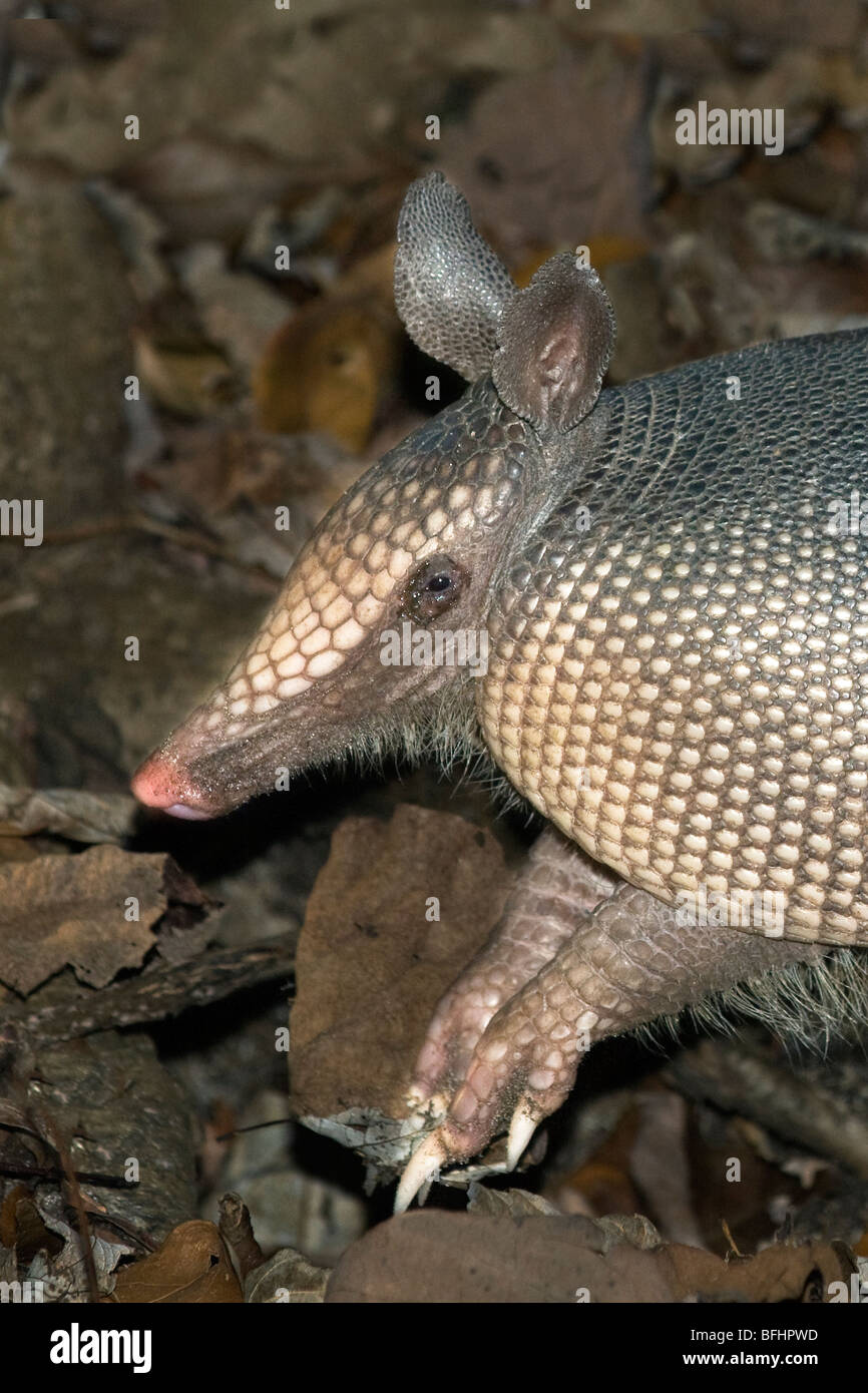 Foraging nine-banded armadillo (Dasypus novemcinctus), central Flroida ...