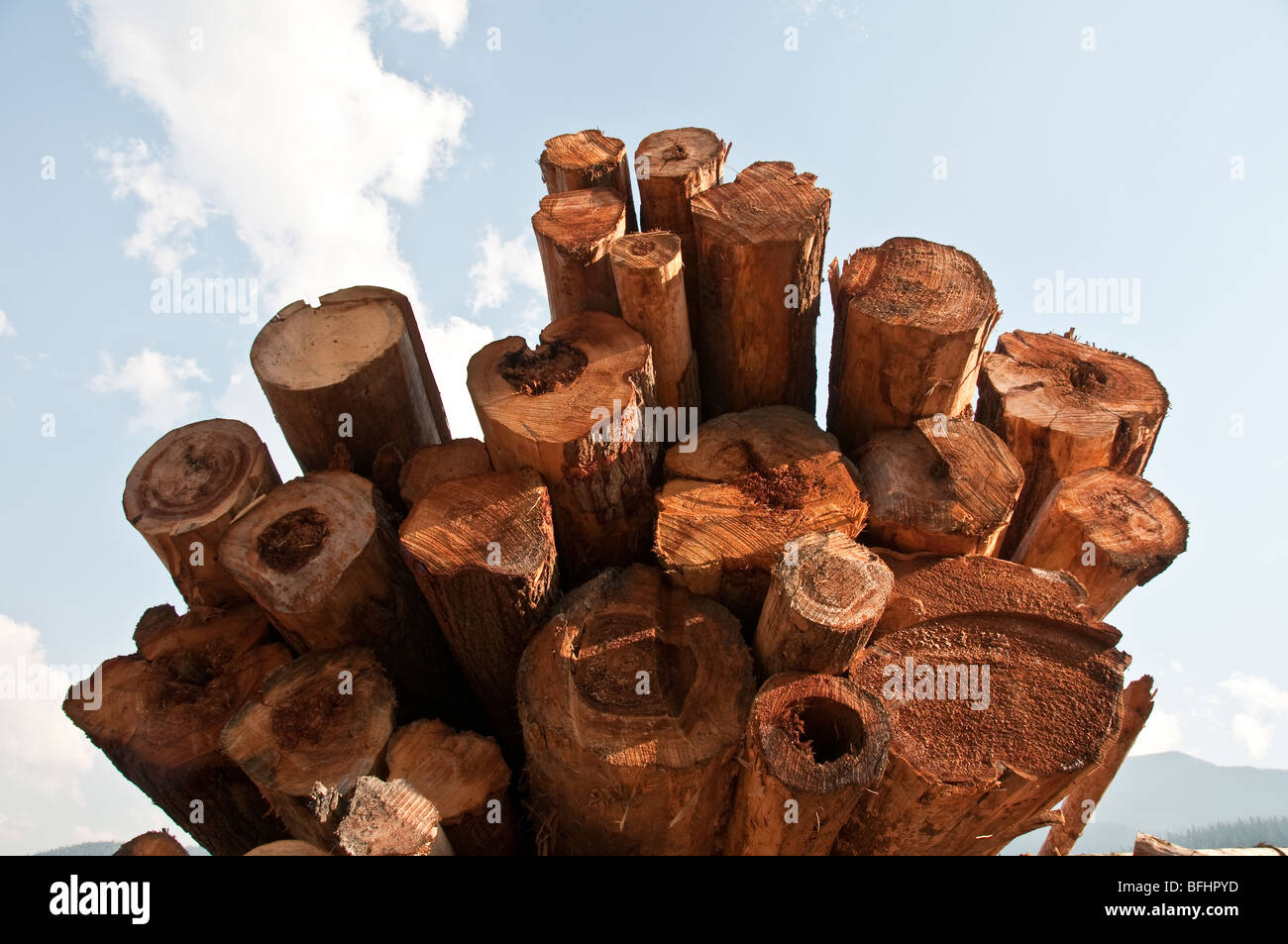 A Stack of Cut Logs Stock Photo - Alamy