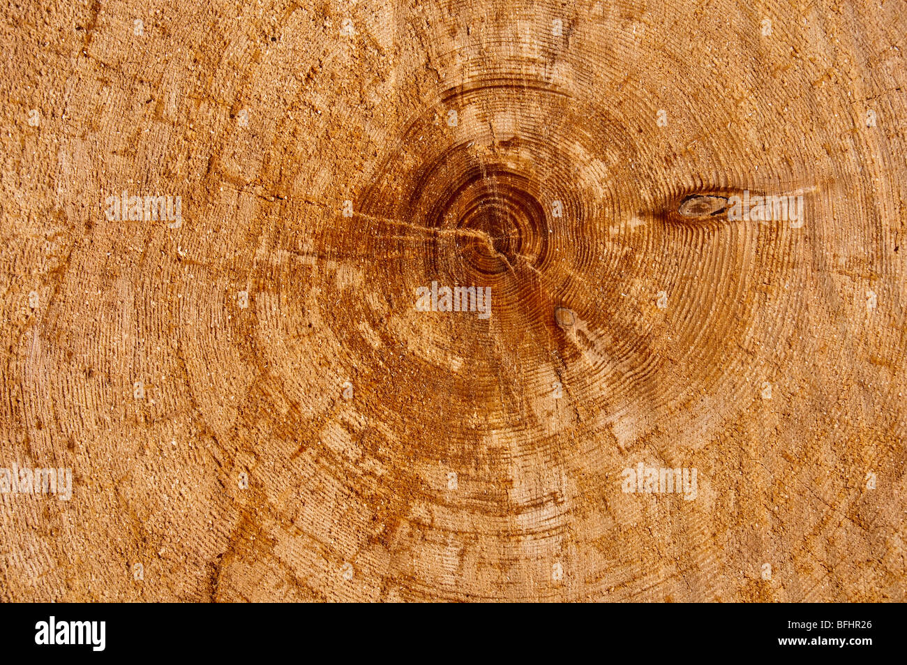Growth Rings of Tree Stock Photo - Alamy