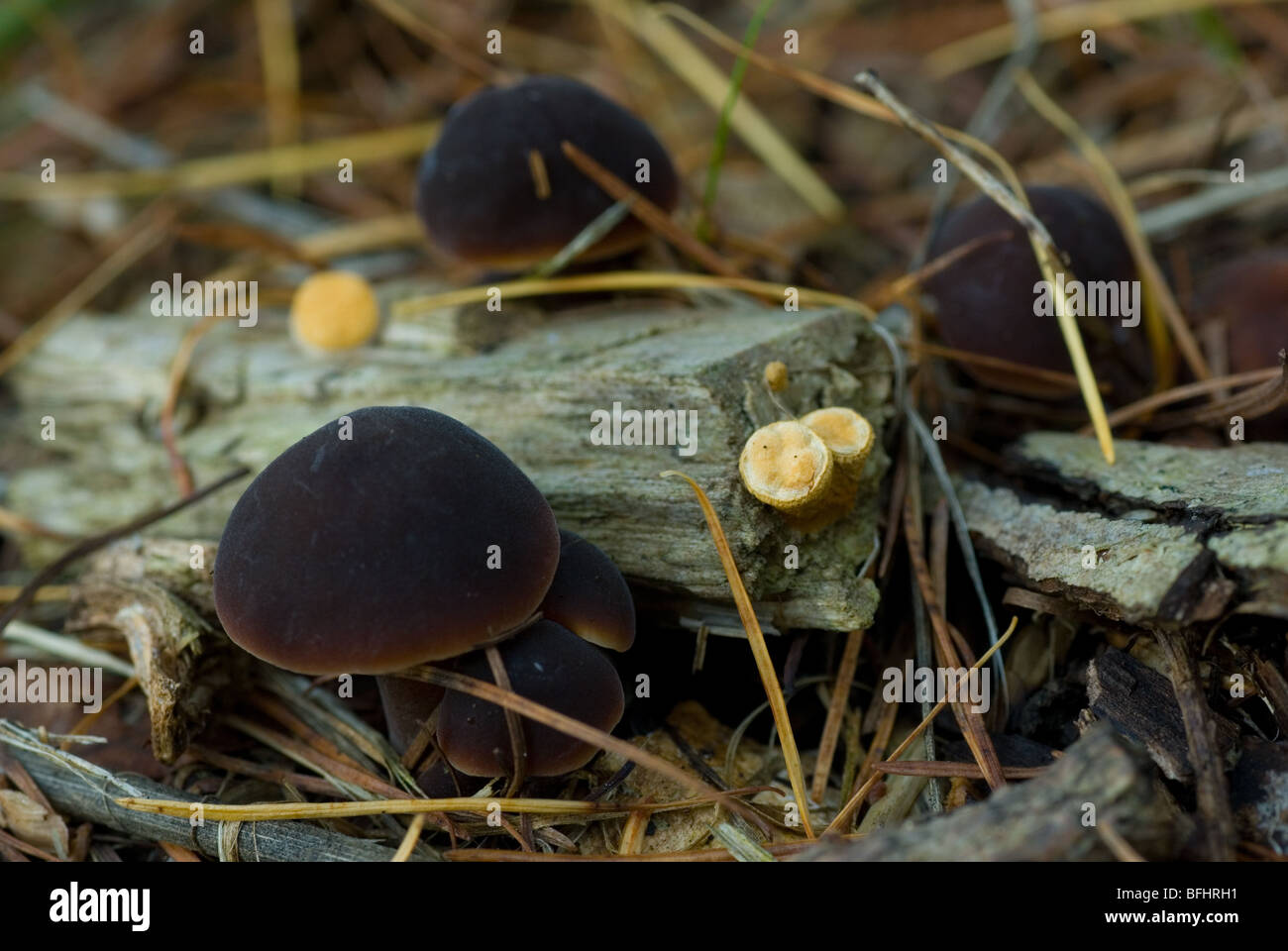 Wild Fungi growing from the forest floor Stock Photo - Alamy