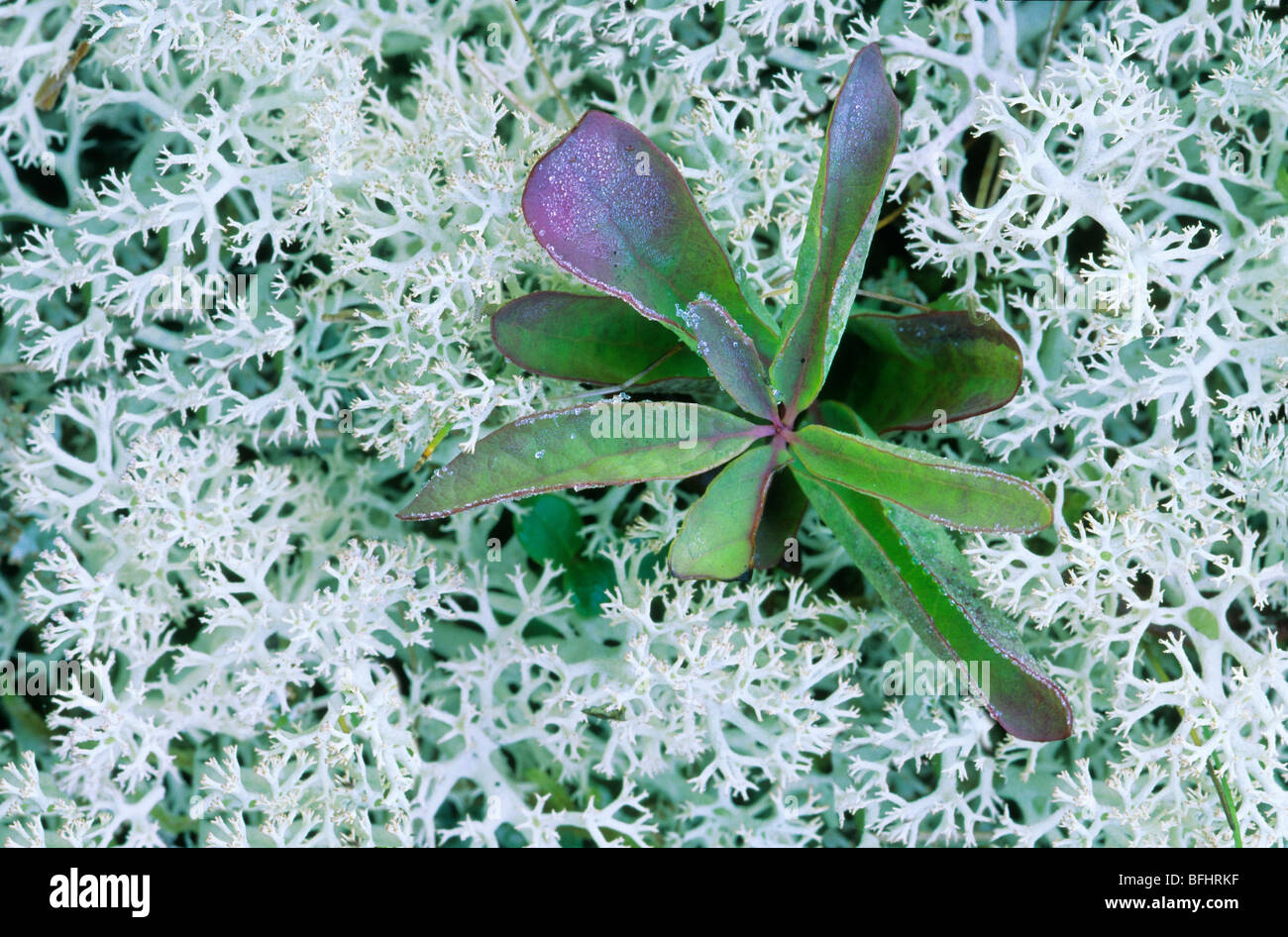 Reindeer lichen (Cladonia spp), northern Yukon, Arctic Canada Stock ...
