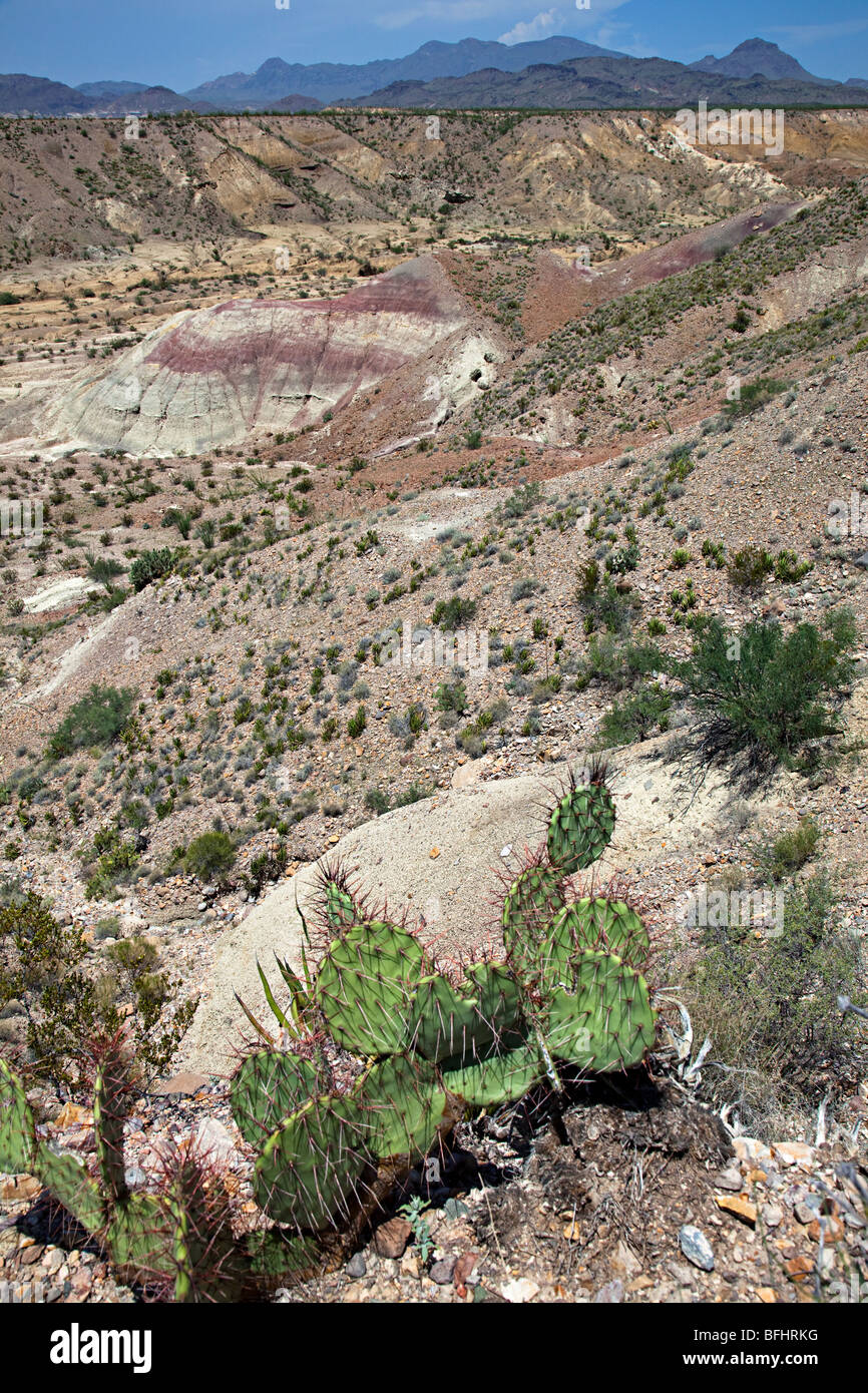 Badlands with prickly pear cactus Big Bend National Park Texas USA ...