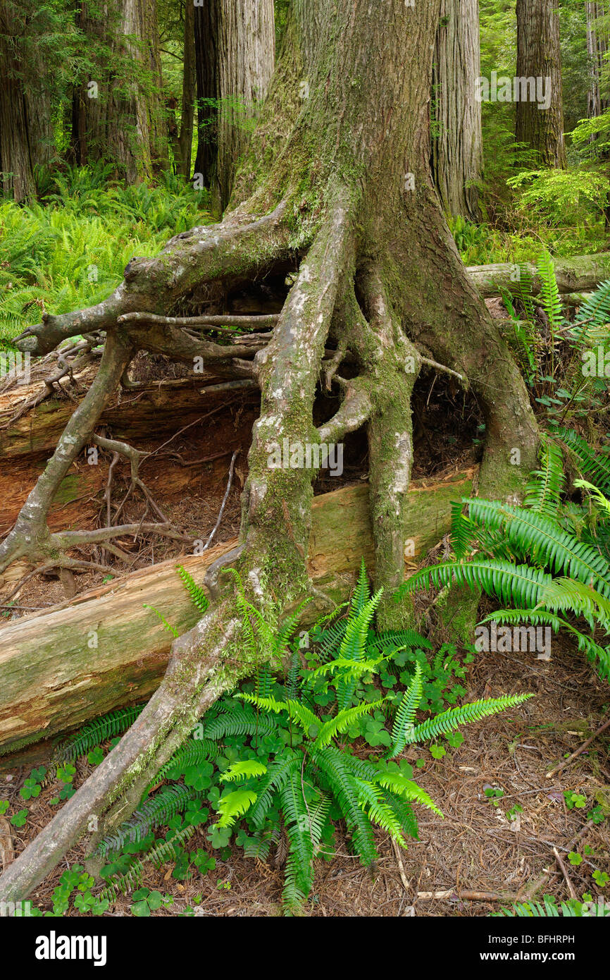 Nursing log hi-res stock photography and images - Alamy