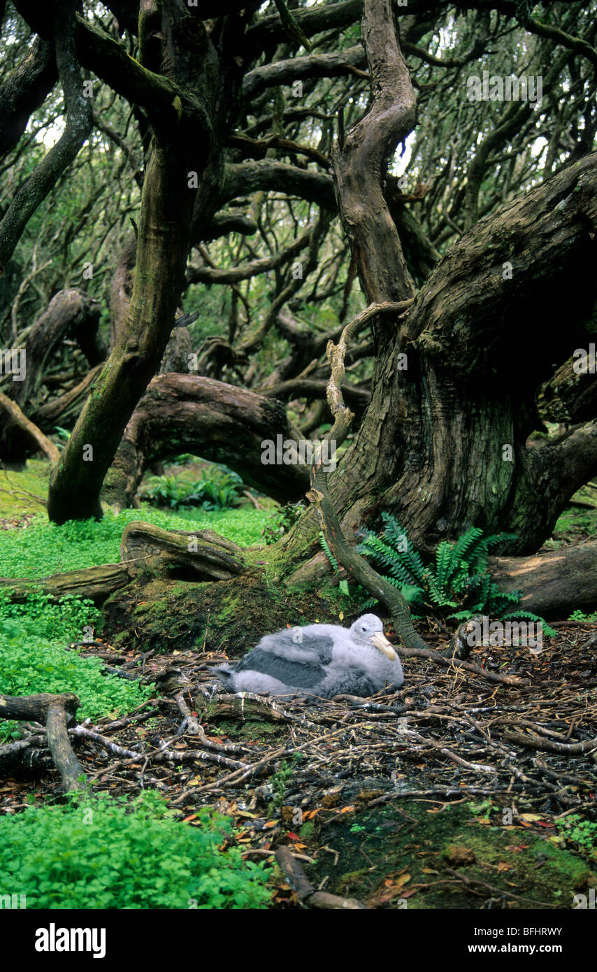 Southern giant petrel macronectes giganteus nestling rata forest ...
