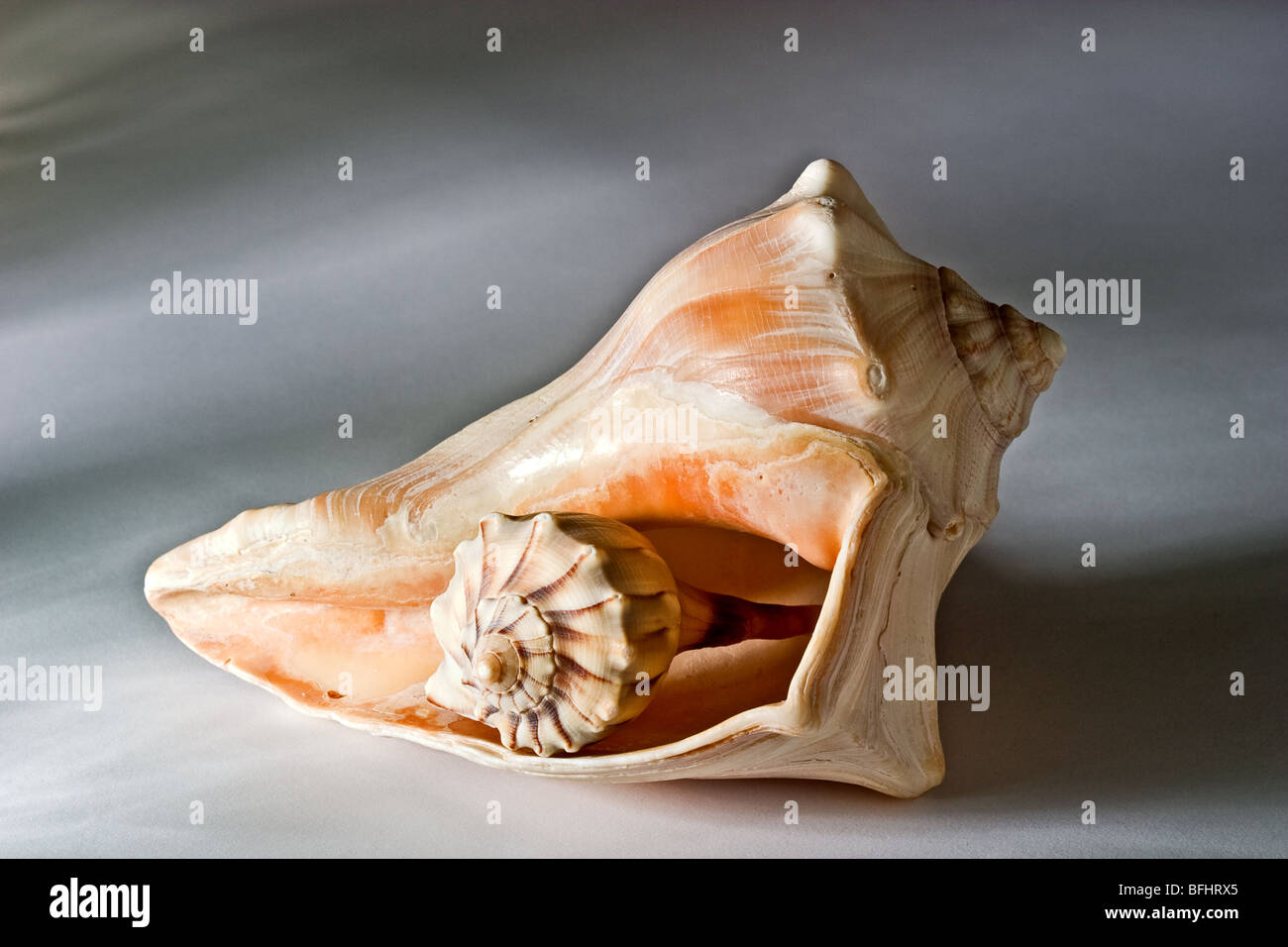 Two conch shells, the smaller one inside the larger one Stock Photo - Alamy