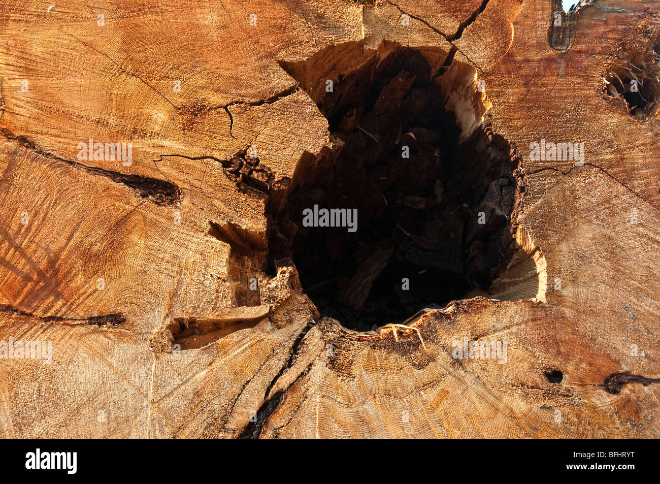 Clos-up of a Cut Tree Stock Photo - Alamy