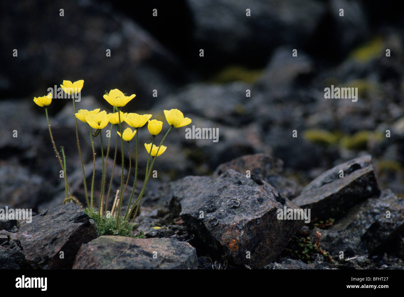 Svalbard poppy (Papaver dahlianum) - national flower of Svalbard ...