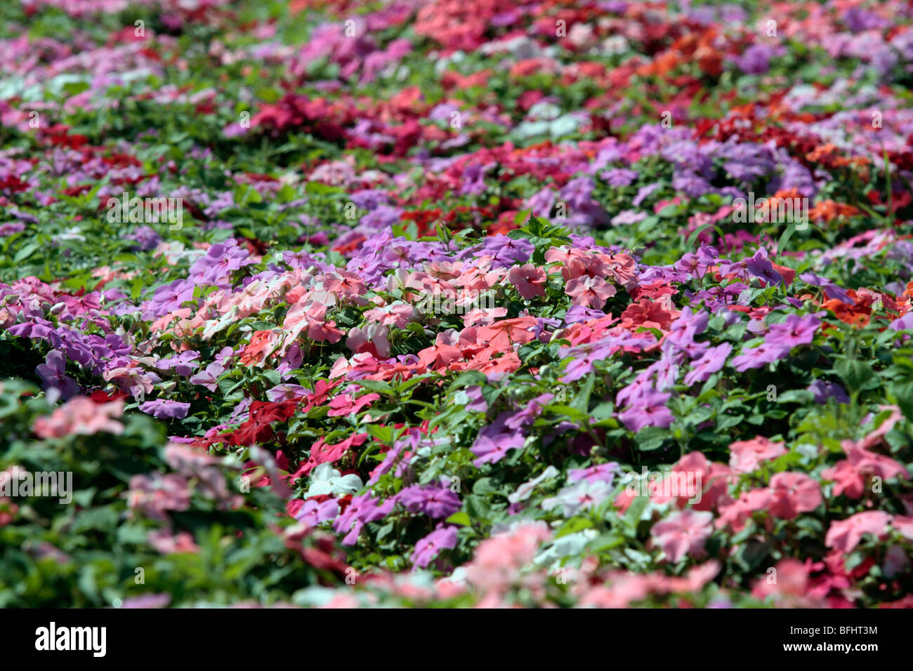 Pink garden balsam hi-res stock photography and images - Alamy