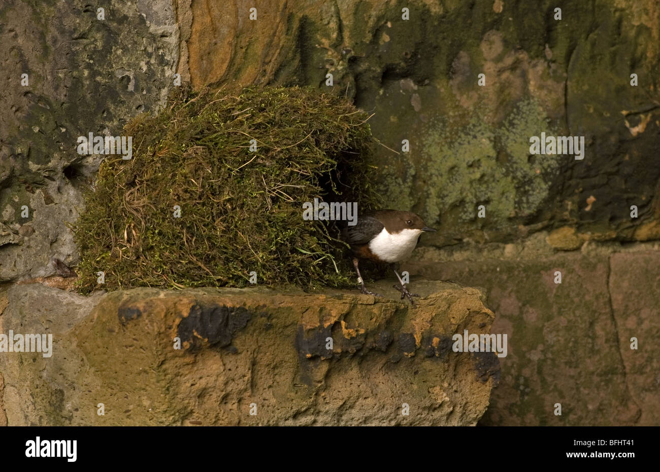 Dipper at nest site Stock Photo - Alamy