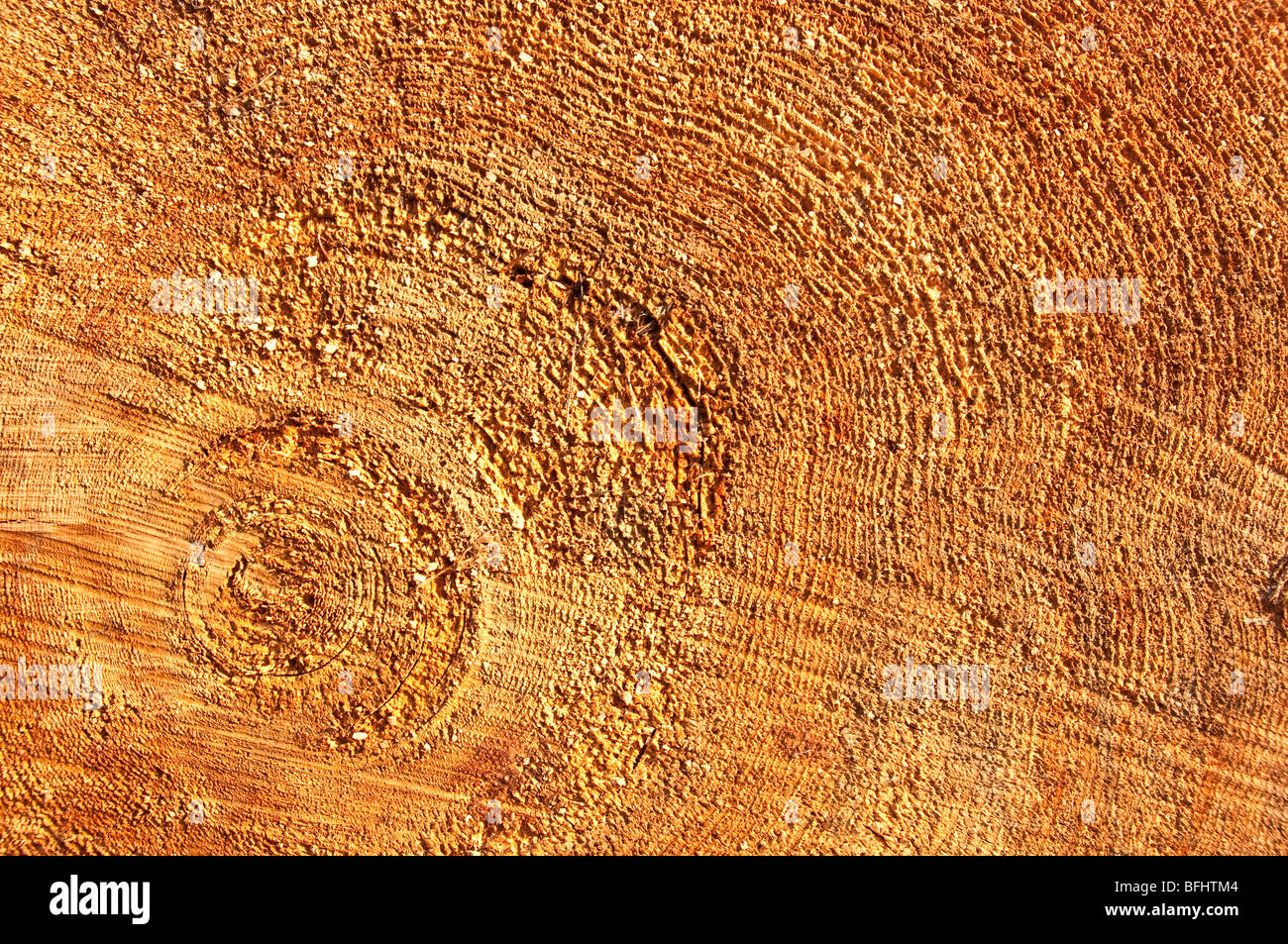 Cross Section of a Tree Stock Photo - Alamy