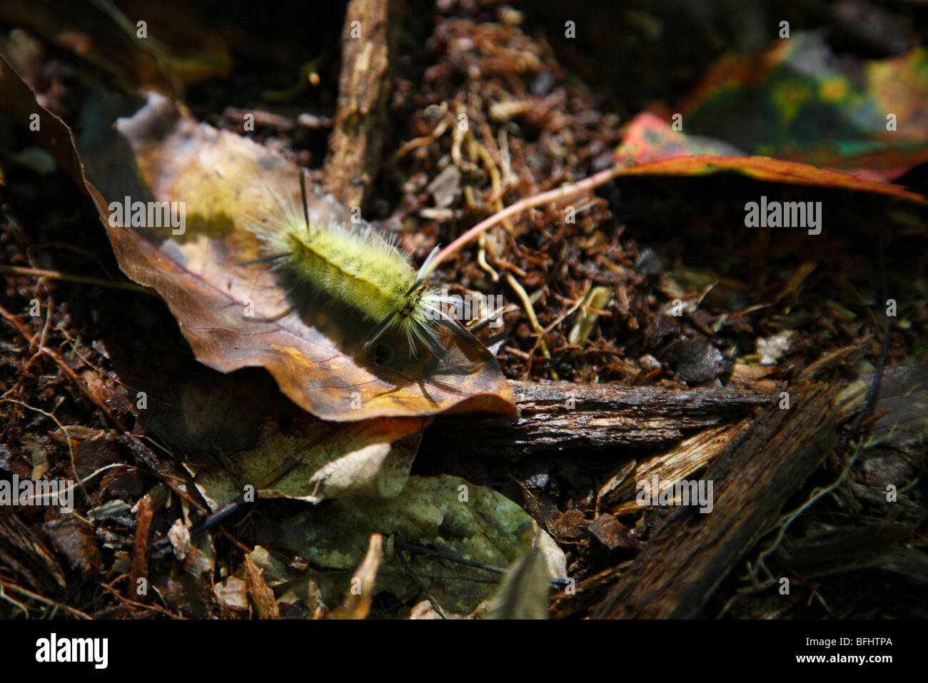 Tussock Moth Caterpillar insect in the Fall forest from above overhead ...