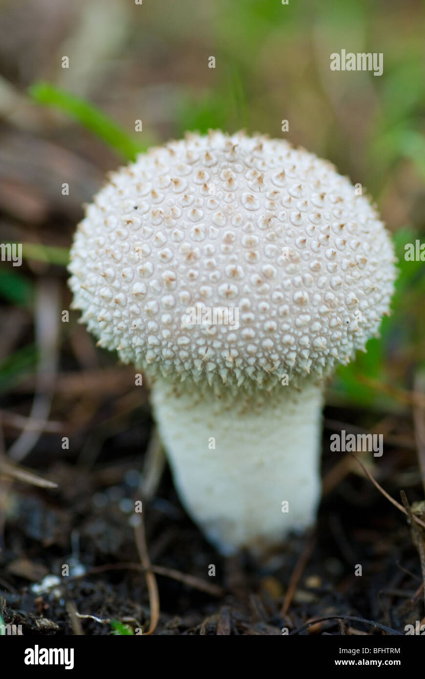 Wild Fungi growing from the forest floor Stock Photo - Alamy