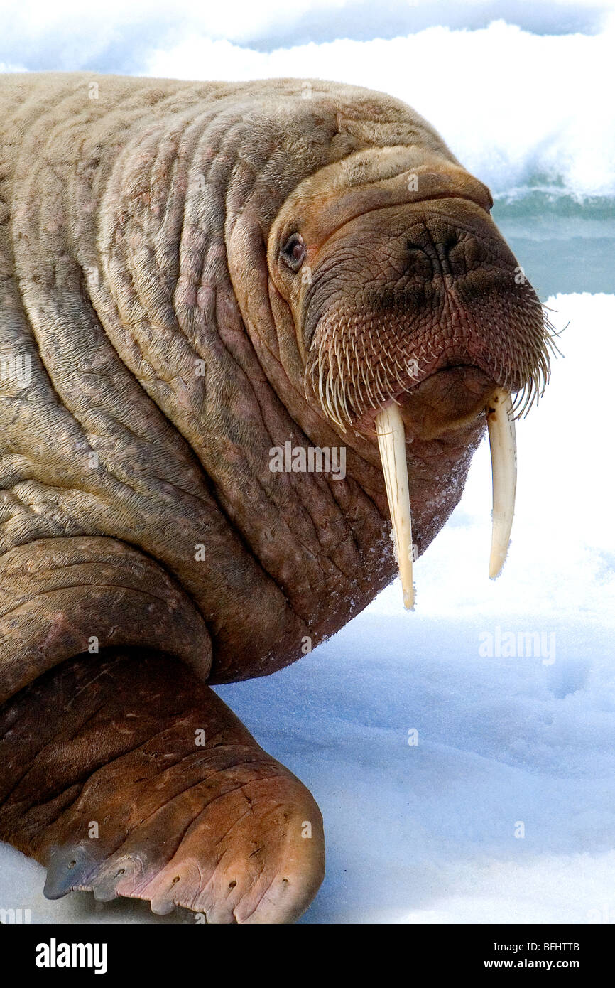 Adult bull Atlantic walrus (Odobenus rosmarus) loafing on pack ice ...