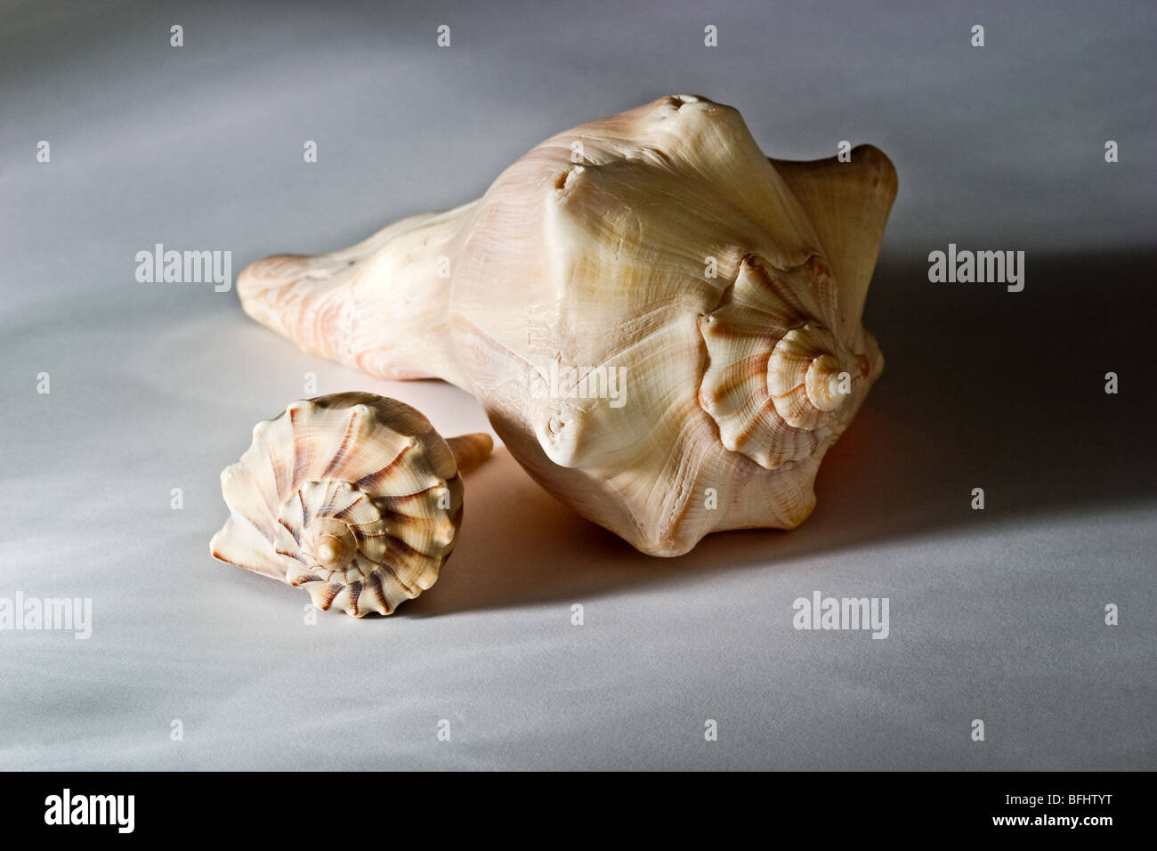 Souvenir shells hi-res stock photography and images - Alamy