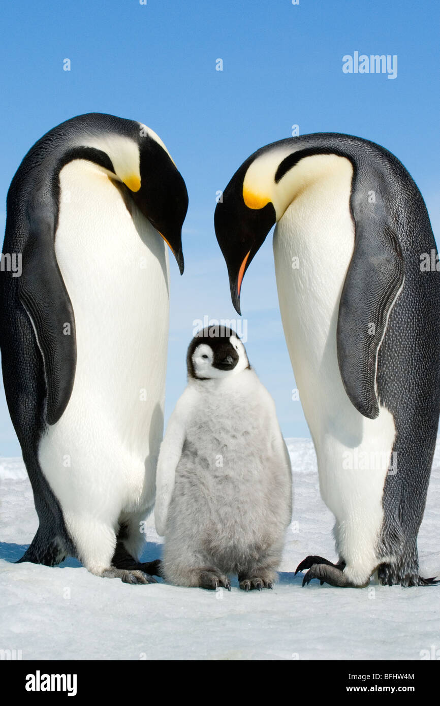 Adult emperor penguins (Aptenodytes forsteri) and chick, Snow Hill ...