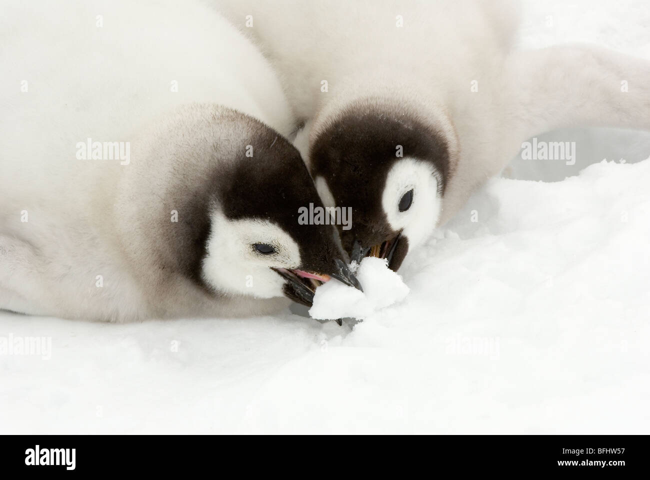 Emperor penguin eating snow hi-res stock photography and images - Alamy
