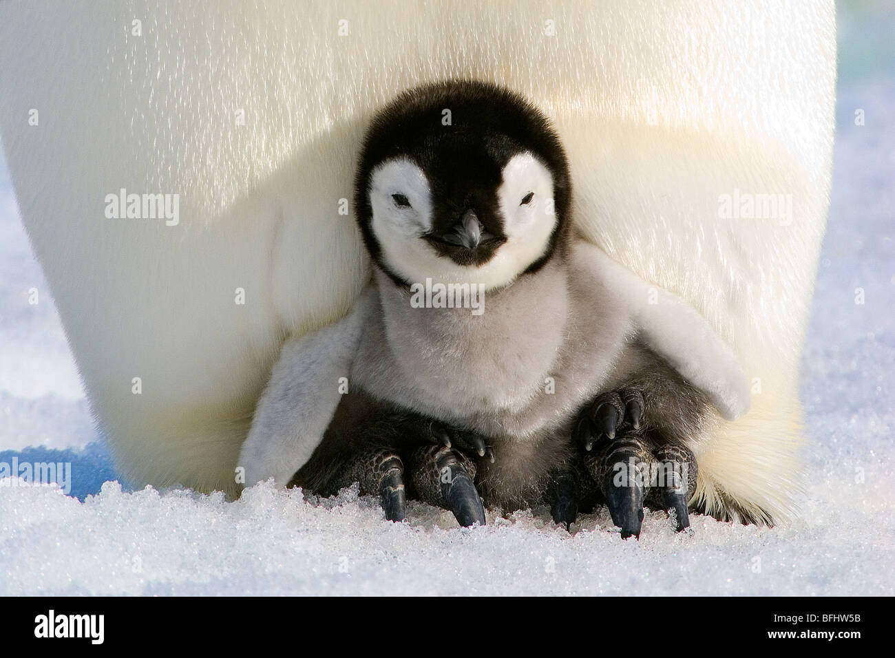 Emperor penguin (Aptenodytes forsteri) chick resting on its parent's ...