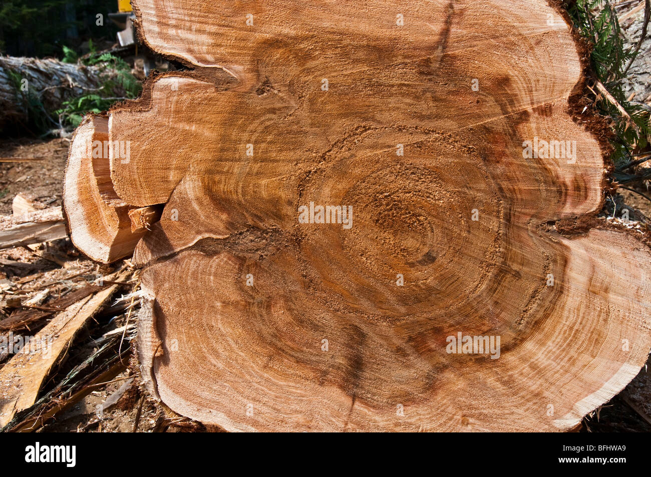 Cross Cut of Tree Stock Photo - Alamy
