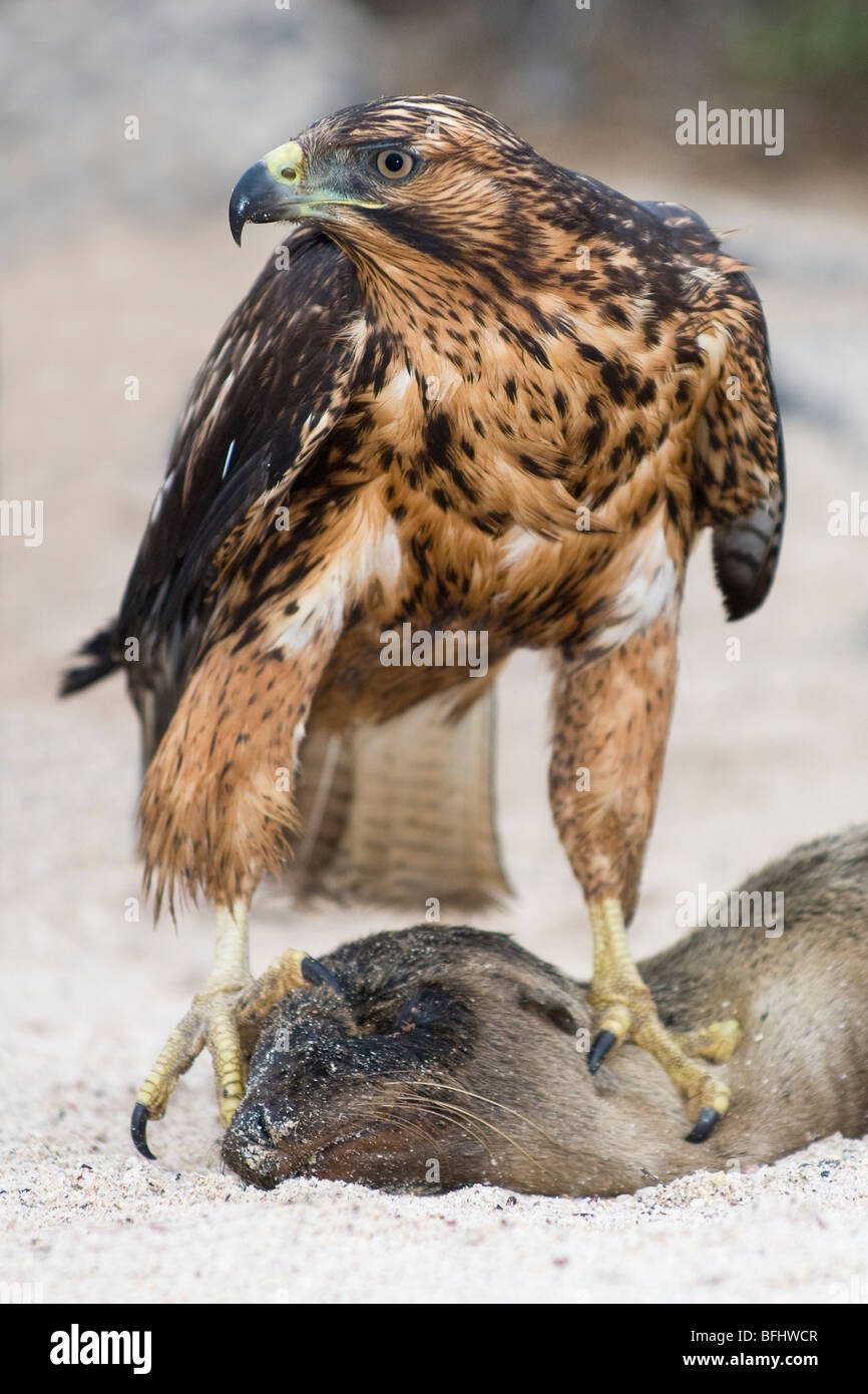 Dead Hawk High Resolution Stock Photography and Images - Alamy