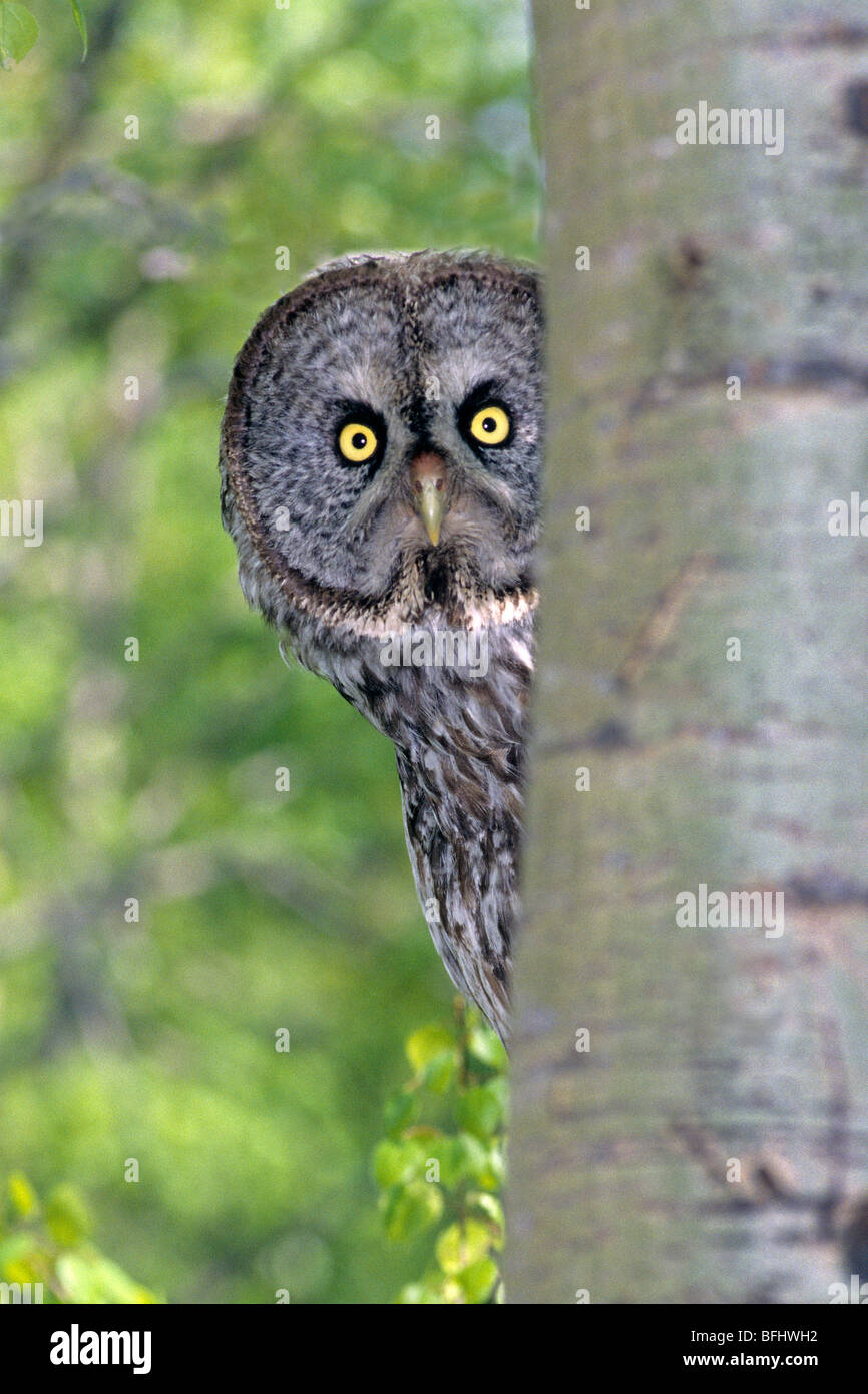 Canada alb hi-res stock photography and images - Alamy
