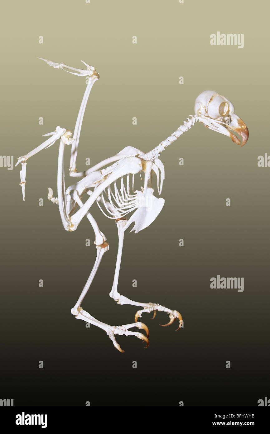 Owl Skeleton Illustration