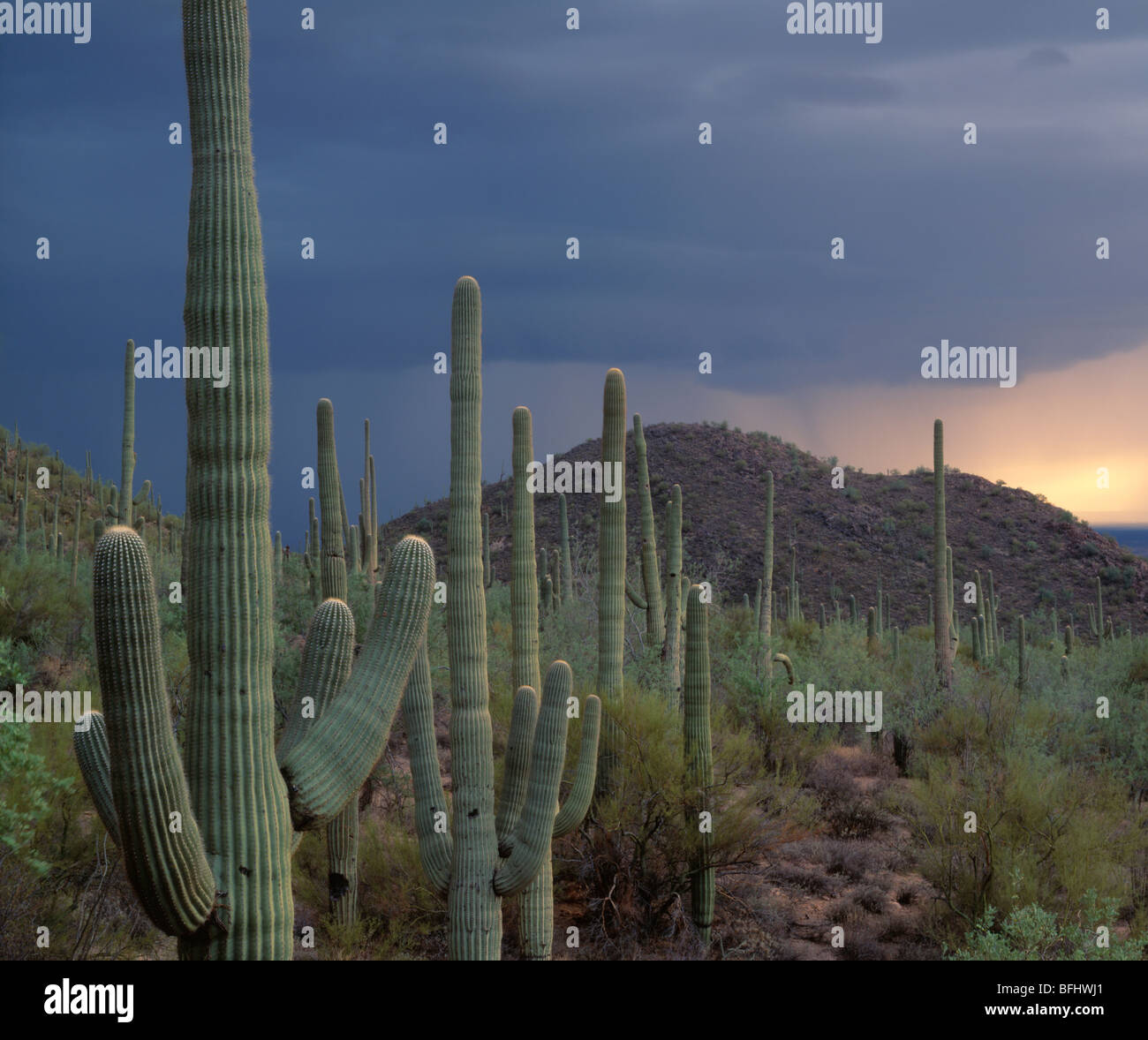 Saguaro Carnegiea Gigantea And Sonoran Desert Saguaro National Park