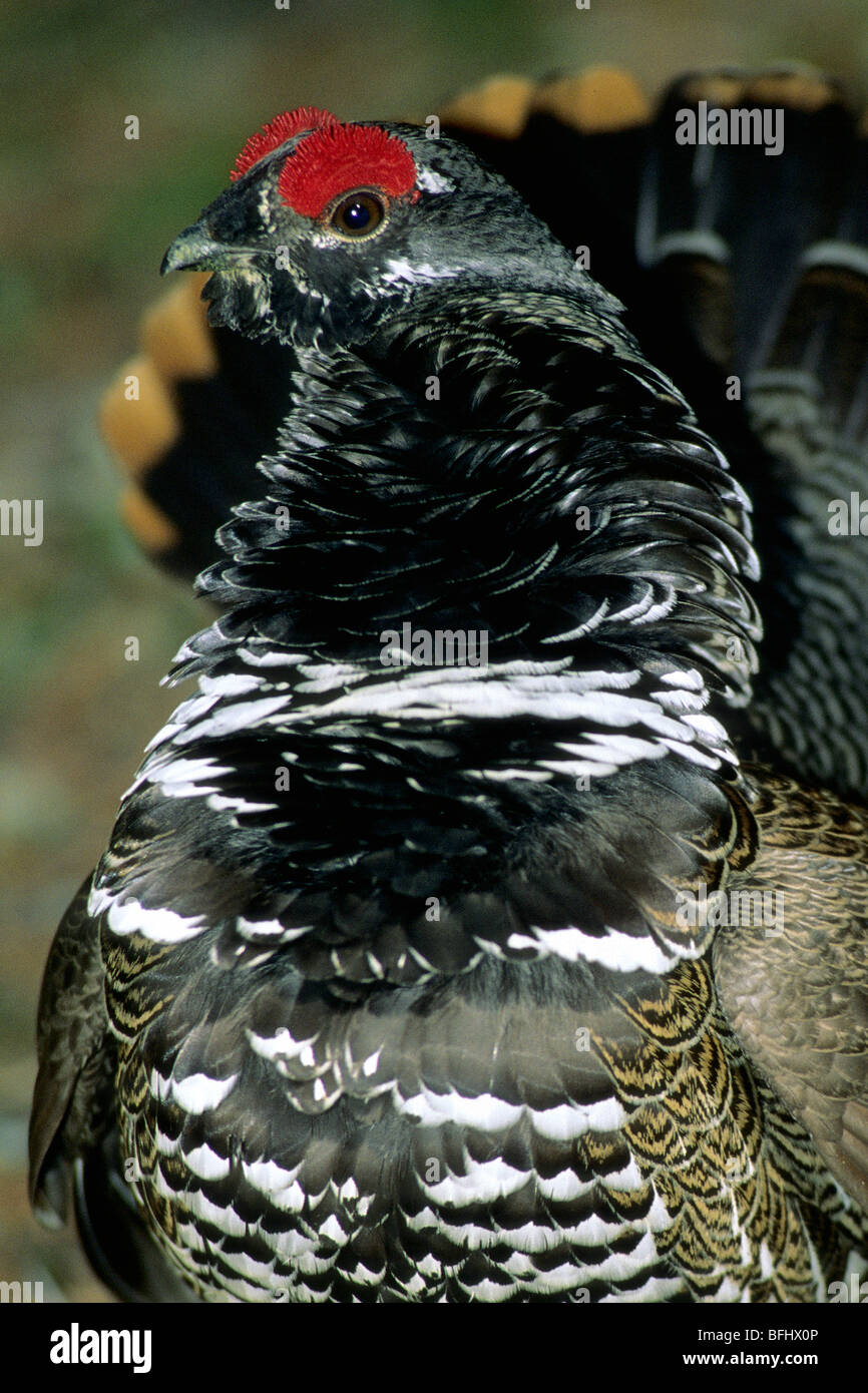 Adult male spruce grouse (Falcipennis canadensis) displaying on its ...