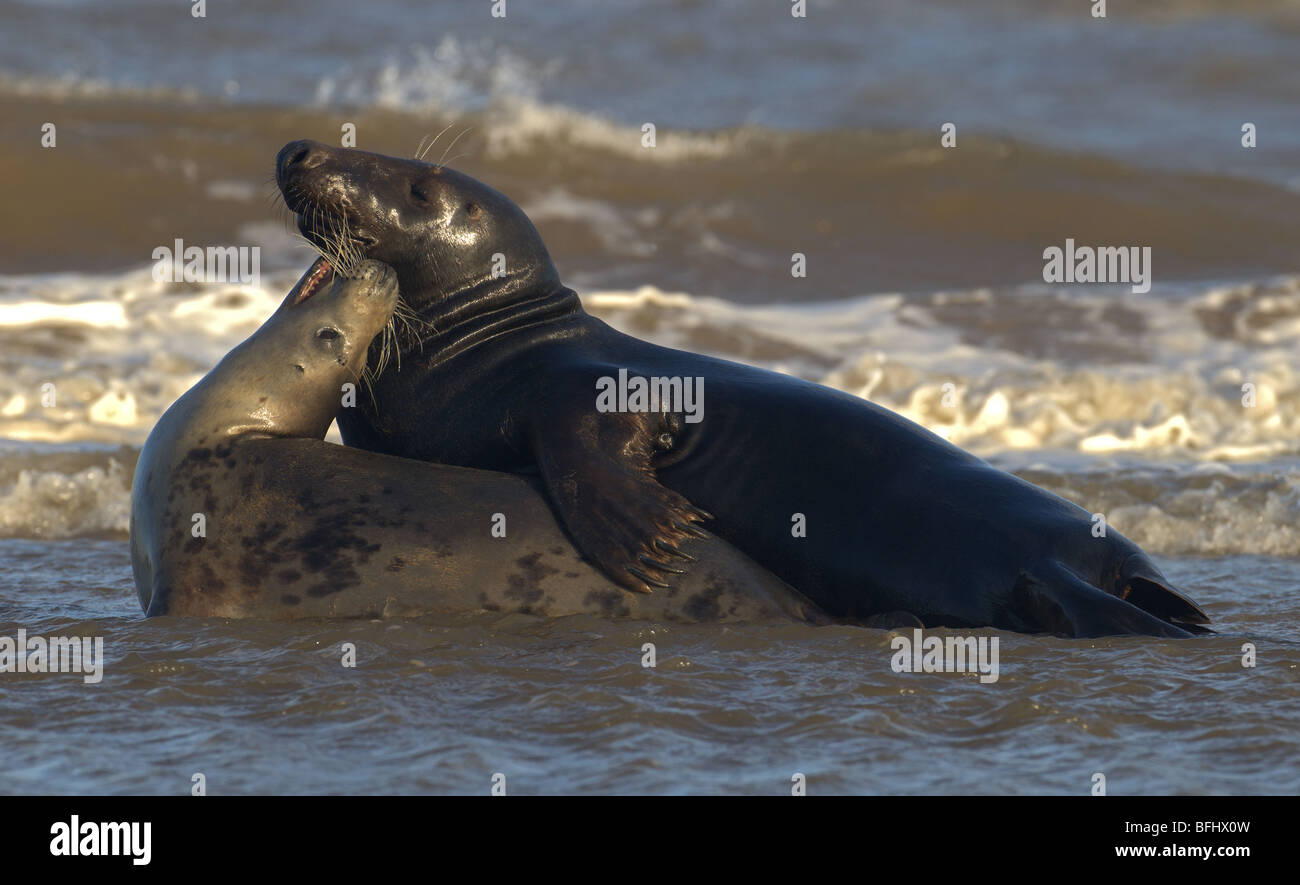 Atlanticseals hi-res stock photography and images - Alamy