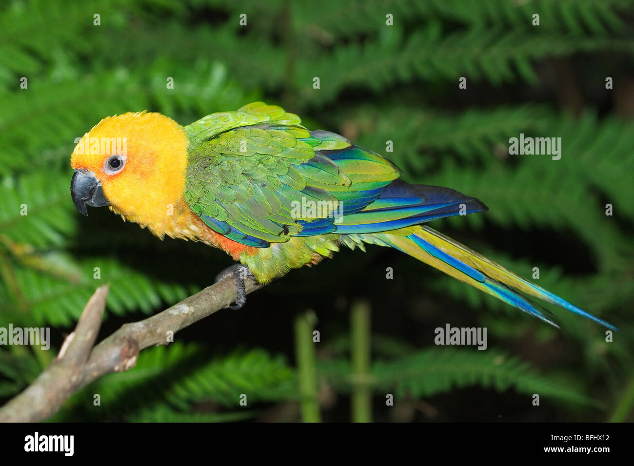 Aratinga solstitialis hi-res stock photography and images - Alamy