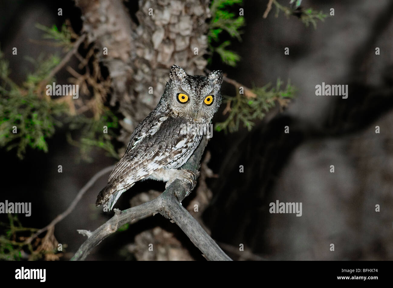 Whiskered screech owl hi-res stock photography and images - Alamy