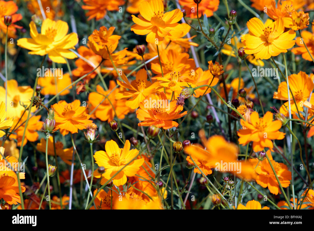 Orange Cosmos bipinnatus Stock Photo - Alamy