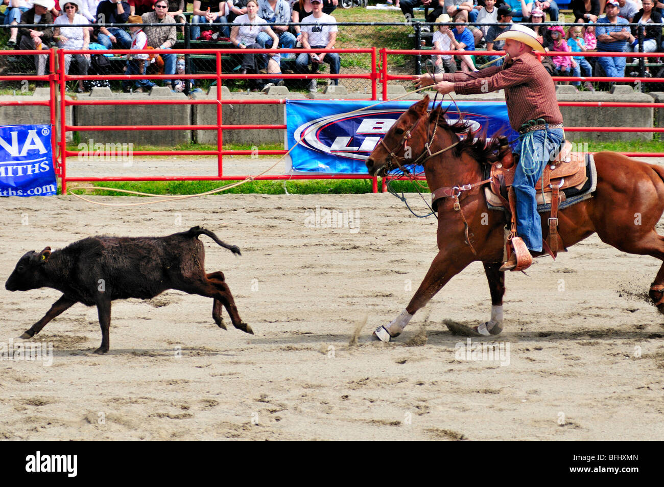 Calf roping hi-res stock photography and images - Alamy