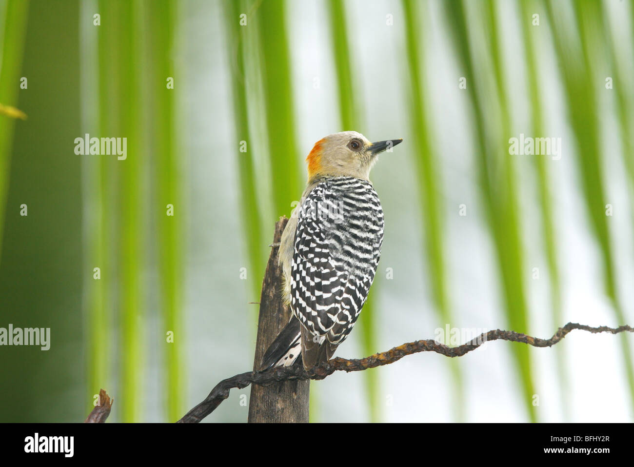 Red-crowned x Hoffman's Woodpecker intergrade Stock Photo - Alamy