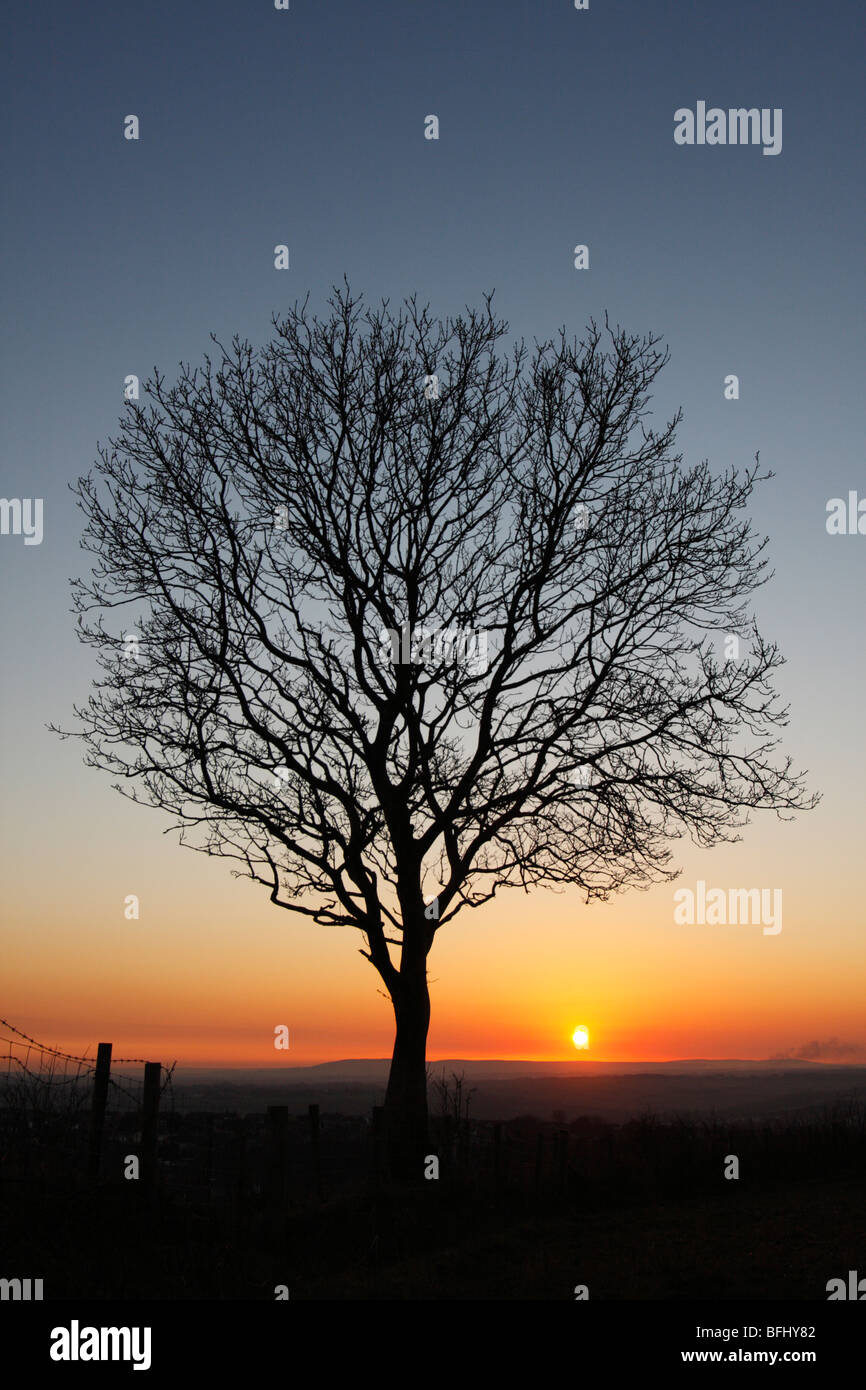 Silhouette of an Ash Tree at sunset, Gower Peninsula, West Glamorgan ...