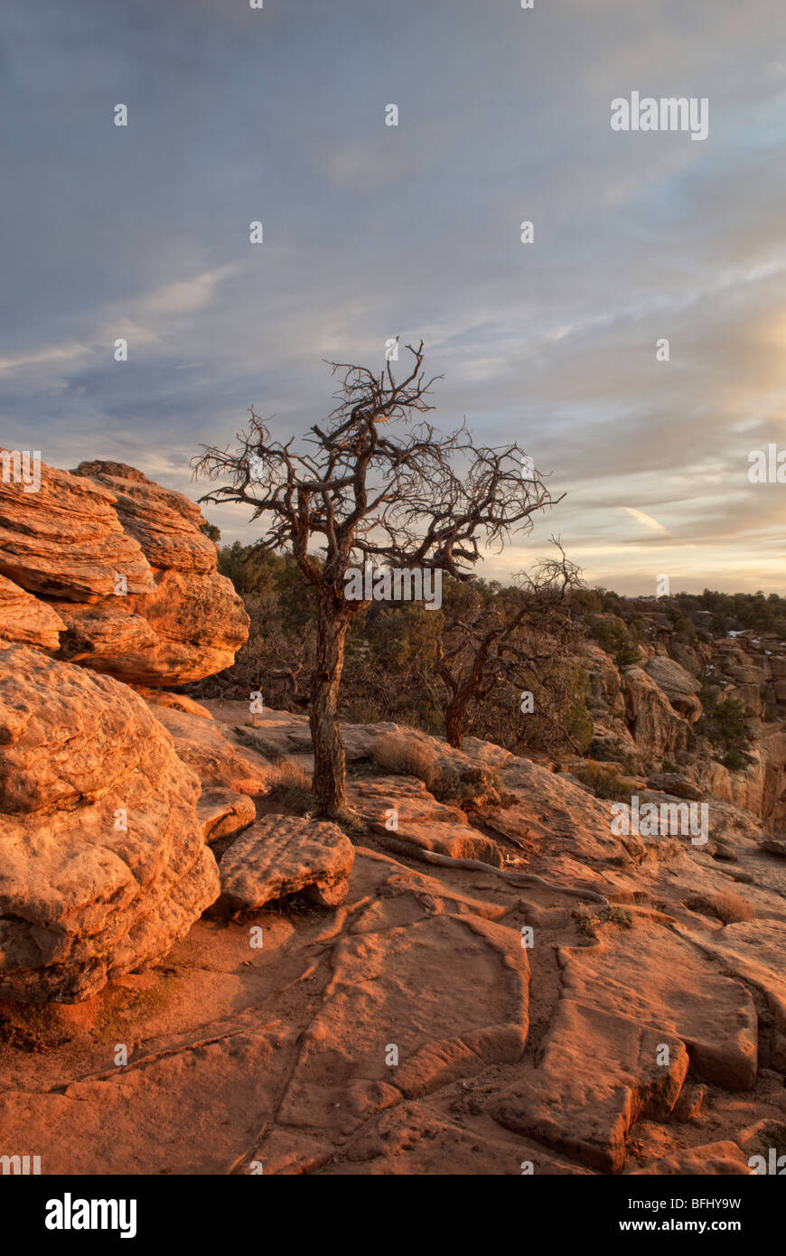 Arizona tree hi-res stock photography and images - Alamy
