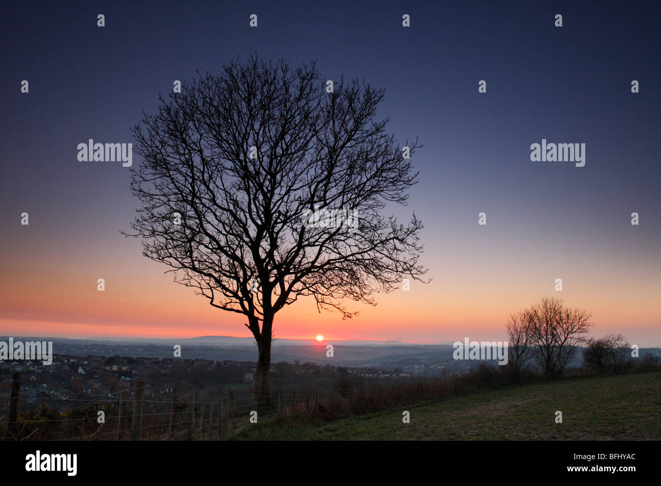 Ash tree silhouette hi-res stock photography and images - Alamy